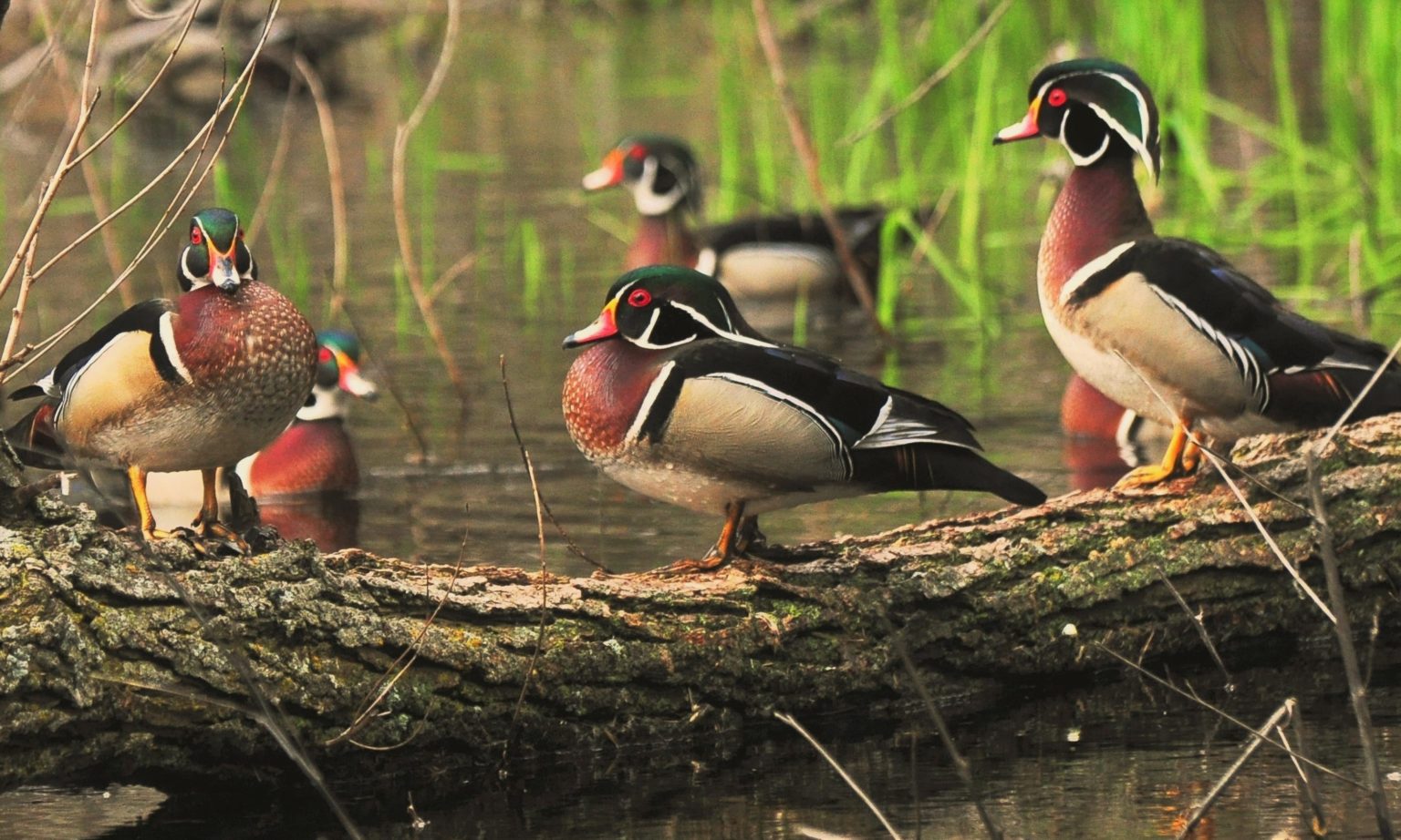 Home - Iowa Wildlife Federation