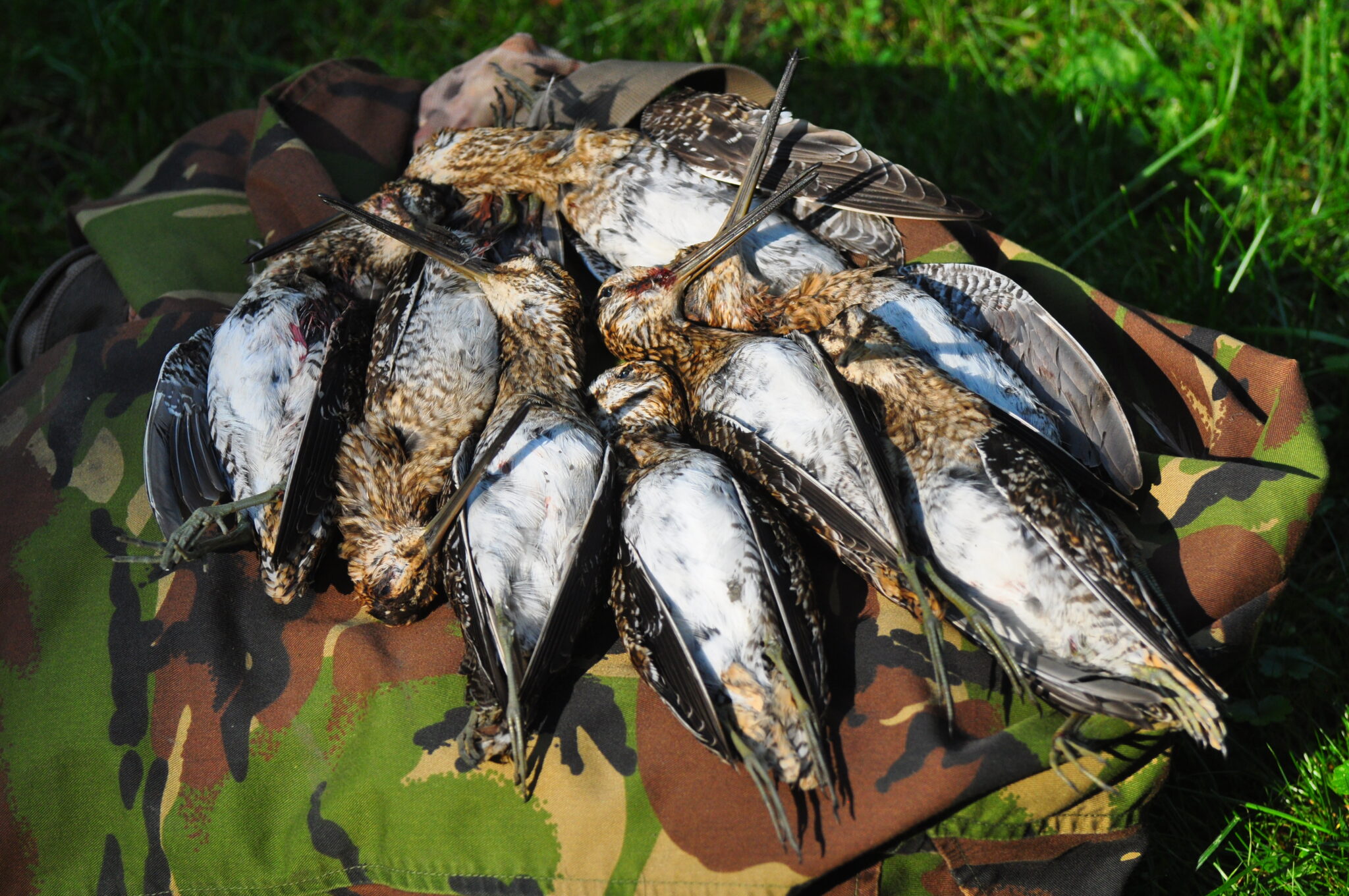 Snipe Hunt - Iowa Wildlife Federation