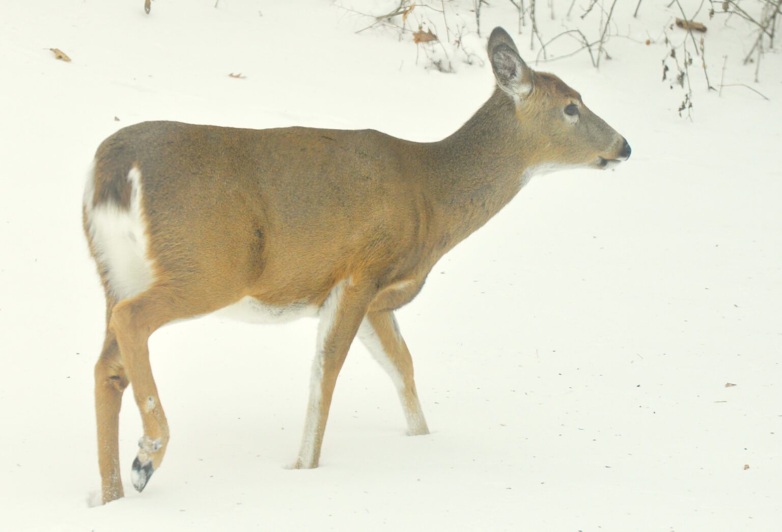Home - Iowa Wildlife Federation