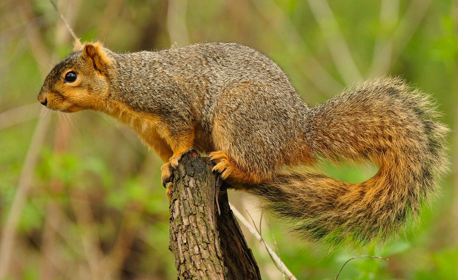 Home - Iowa Wildlife Federation