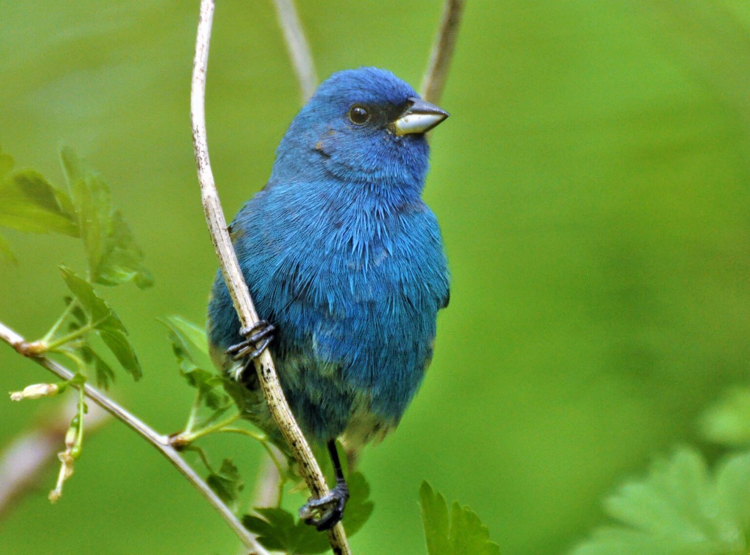 Home - Iowa Wildlife Federation