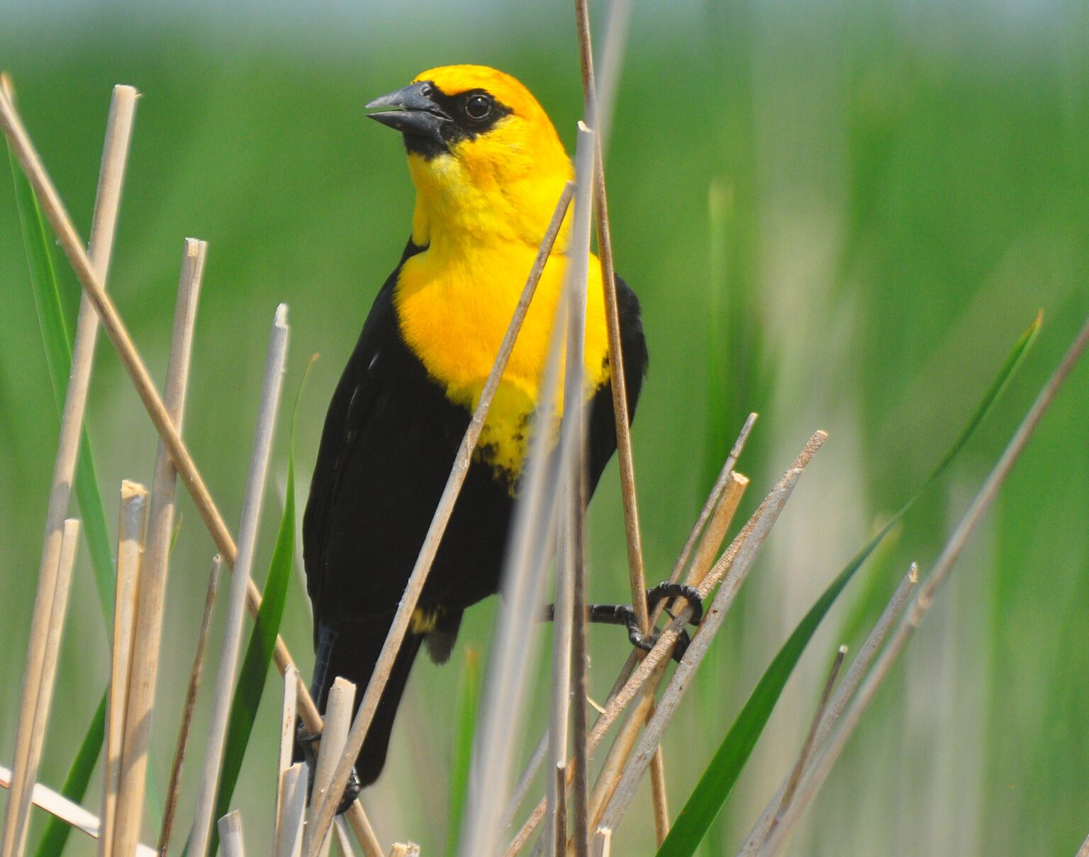 Home - Iowa Wildlife Federation
