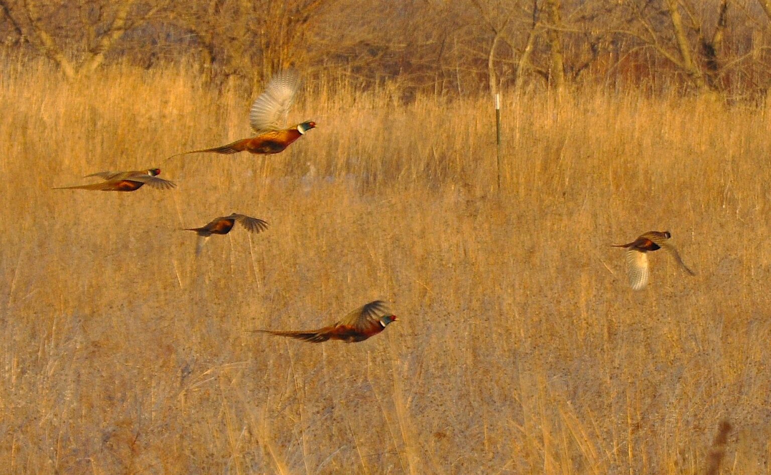 Home - Iowa Wildlife Federation