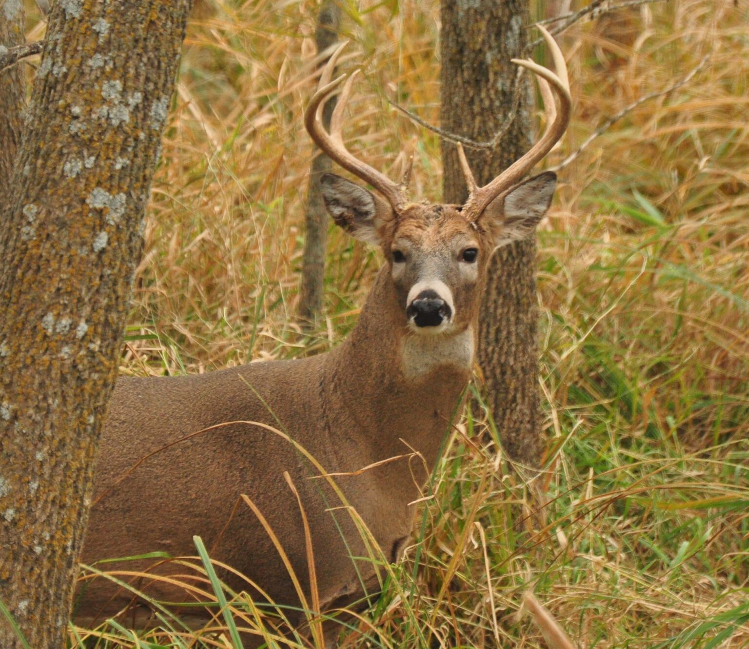 Home - Iowa Wildlife Federation